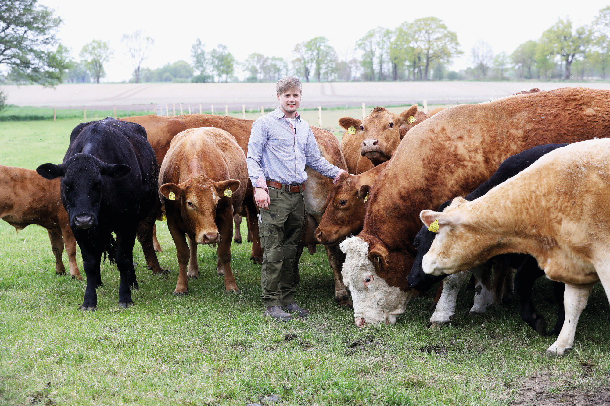Grüne Weide und saftiges Gras für glückliche Kühe: Was artgerechte ...